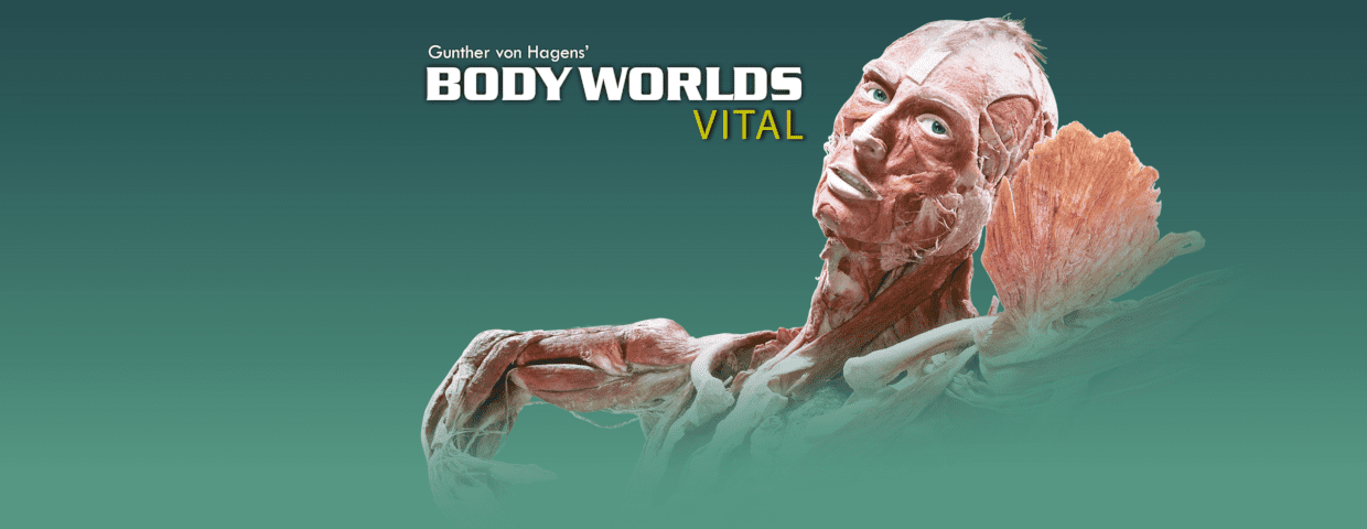 Body Worlds bilety - Eventim